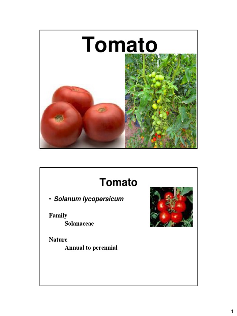 Tomato PDF | PDF | Tomato | Sowing