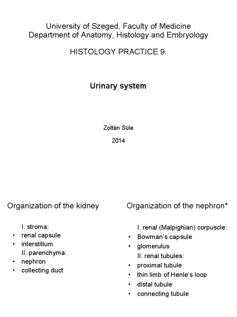 Histology Practice 9: Slide Review of the Urinary System with a Focus ...