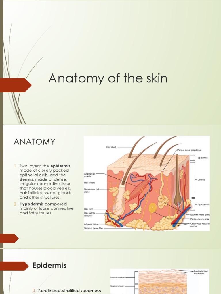 Anatomy of The Skin | PDF | Epidermis | Dermatitis