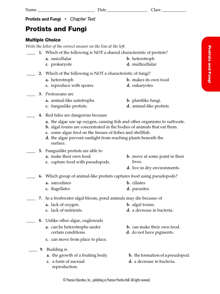 Protist Worksheet