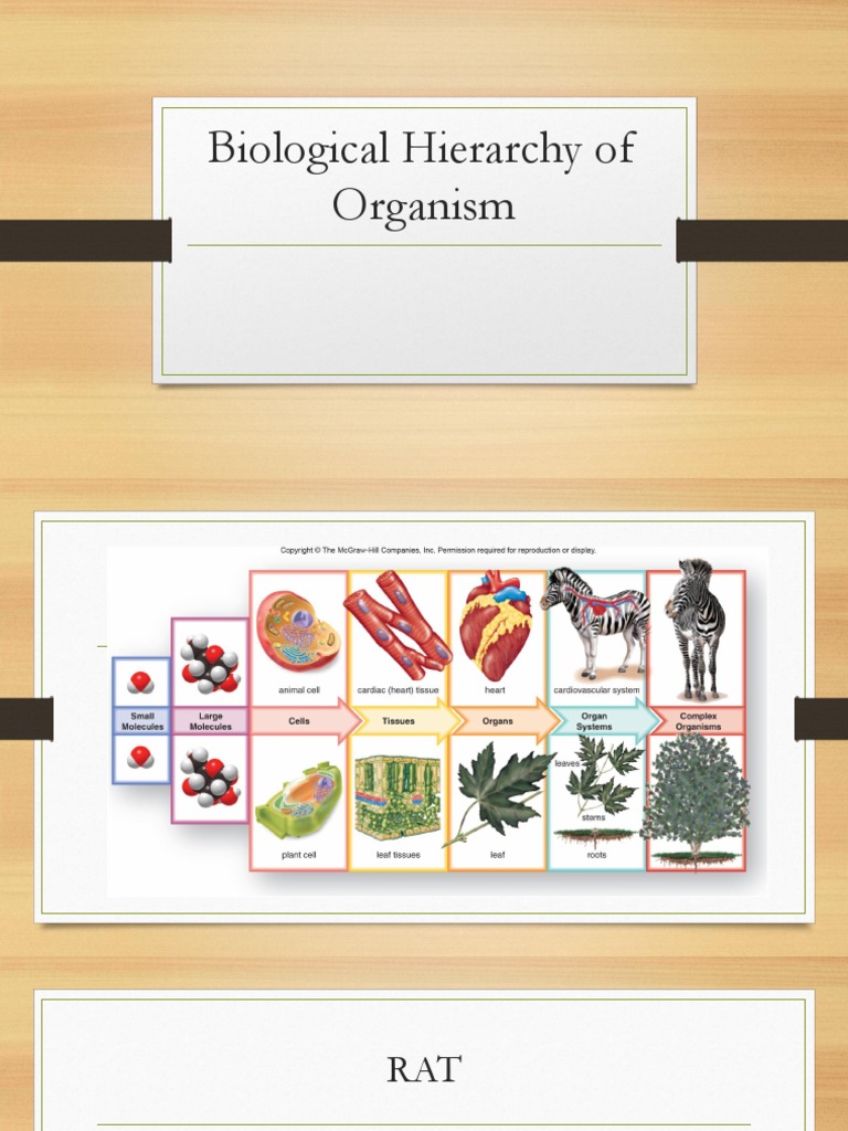 Biological Hierarchy of Organism | PDF | Epithelium | Tissue (Biology)