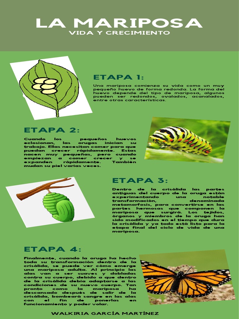 Partes Del Cuerpo De La Oruga Monarca Orugas Fascinantes: Diversidad Y