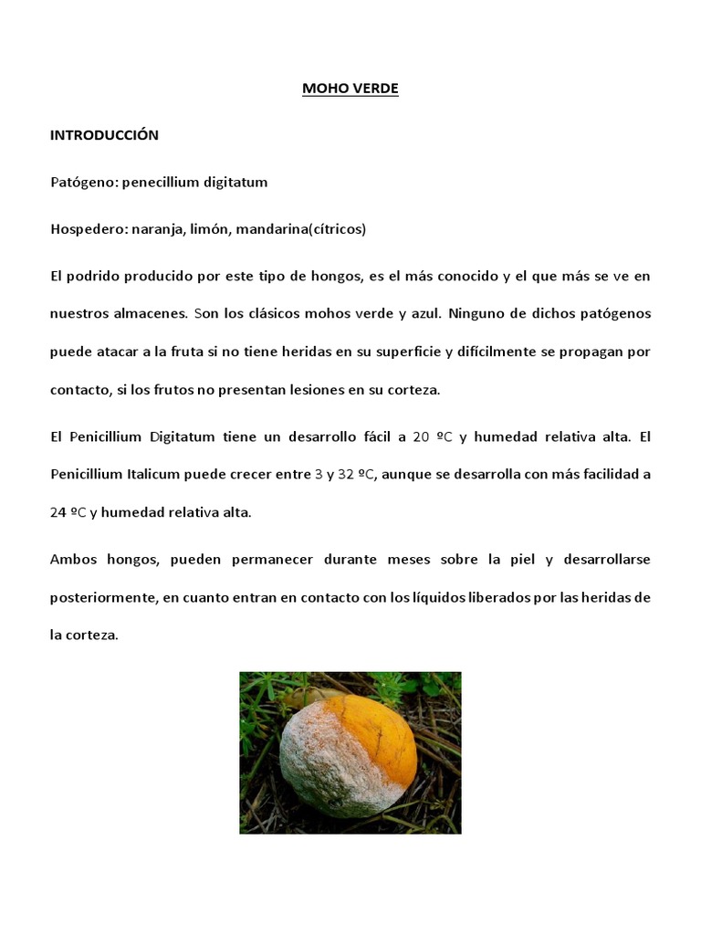 Moho Verde en Cítricos: Penicillium Digitatum | PDF | Hongo | Espora