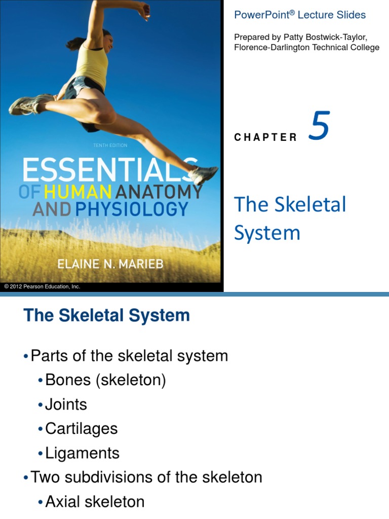 The Skeletal System: Powerpoint Lecture Slides | PDF | Vertebral Column | Vertebra