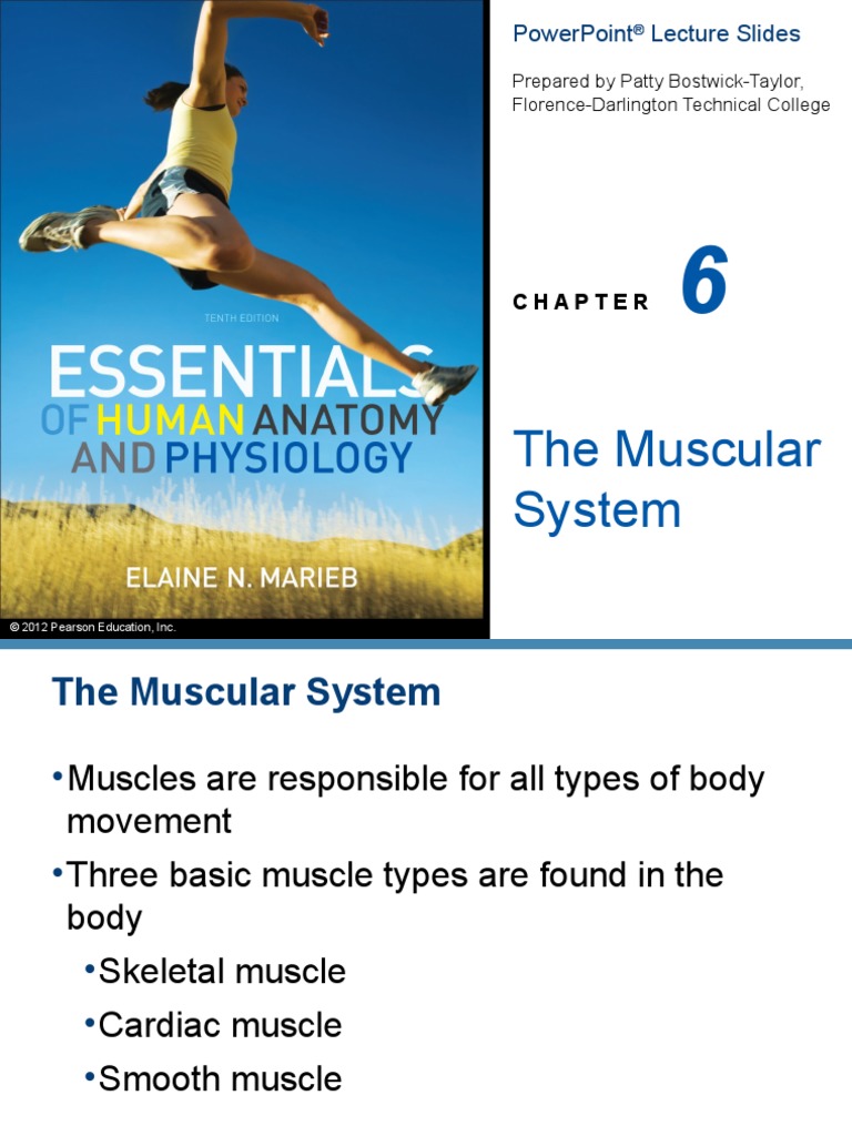 The Muscular System: Powerpoint Lecture Slides | PDF | Motor Neuron ...
