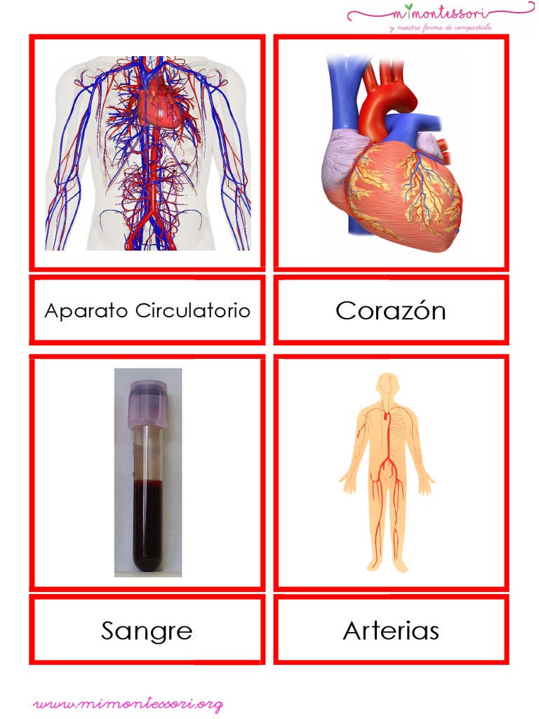 Tarjetas Del Aparato Circulatorio Letra Imprenta PDF | PDF | Sistema ...