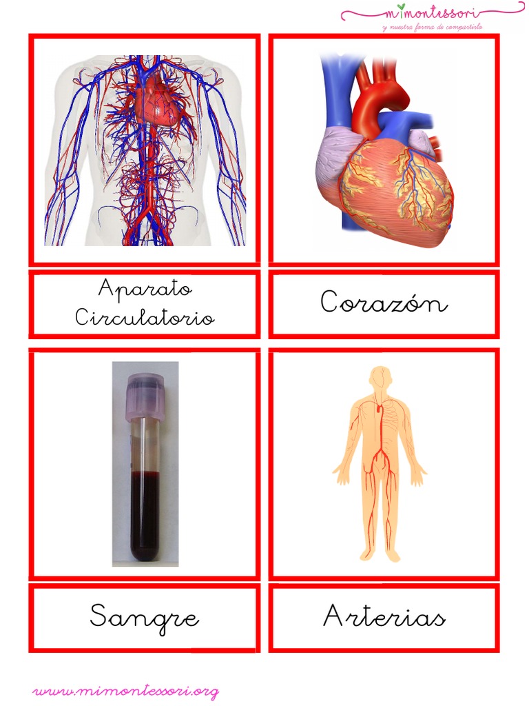 tarjetas-del-aparato-circulatorio-letra-ligada.pdf | Sistema ...