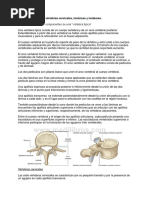 Foramen Ciego: Fosa Craneal Anterior | PDF | Sistema esquelético ...