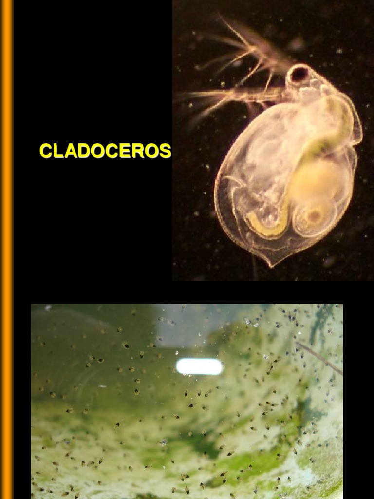 Crustaceos Cladoceros | PDF | Crustáceo | Acuicultura
