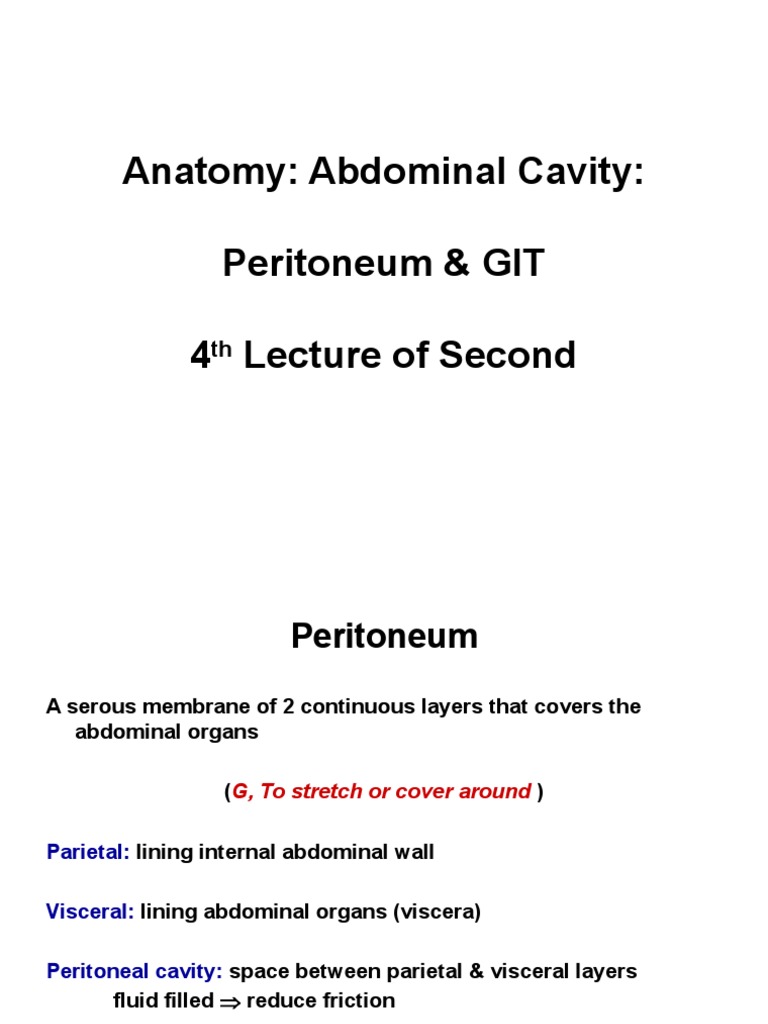 Anatomy, Lecture 10, Abdominal Cavity 1 (Slides) | PDF | Anatomy ...
