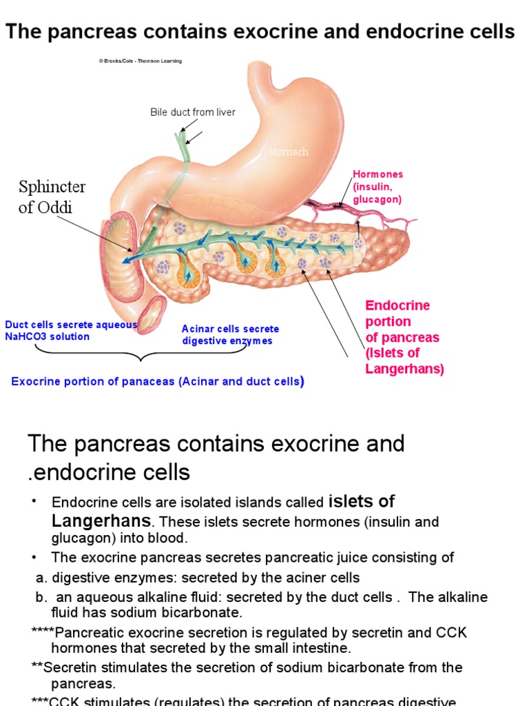 Physiolgoy Lecture 9, GIT 3 (Pancreas and Intestine) (Slides) | PDF ...