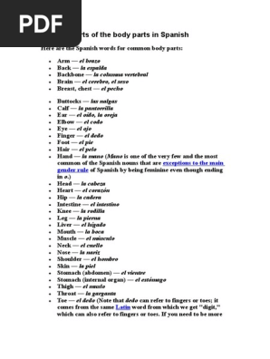 Internal Body Parts Spanish