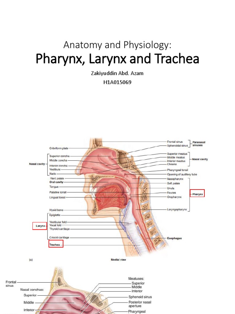 Anatomy and Physiology of The Pharynx-Larynx-Trachea | Download Free ...