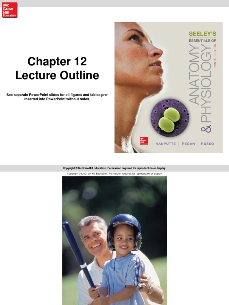 Chapt12 Lecture Pdf Heart Valve Heart