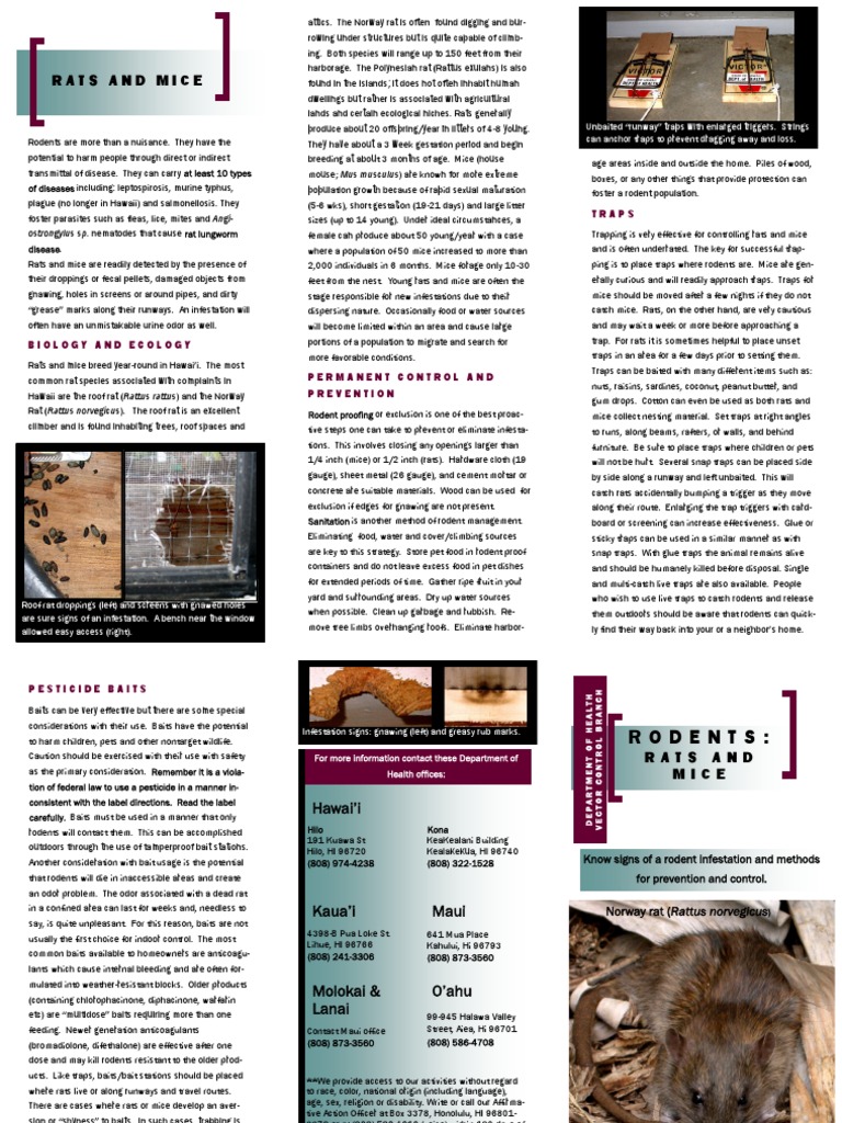Hawaii Rat Facts | PDF | Rat | Rodent