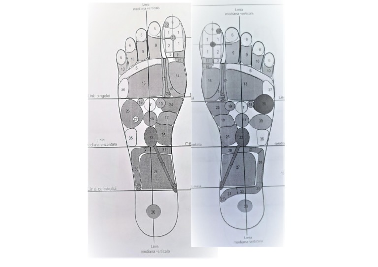 Talpa Harta Reflexo | PDF