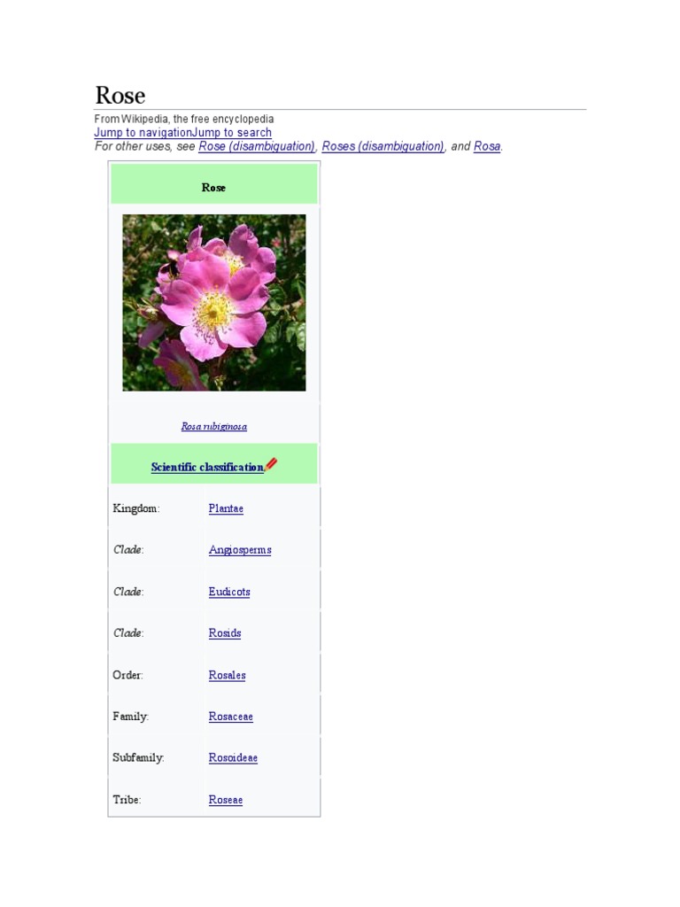 Jump To Navigationjump To Search Rose (Disambiguation) Roses ...