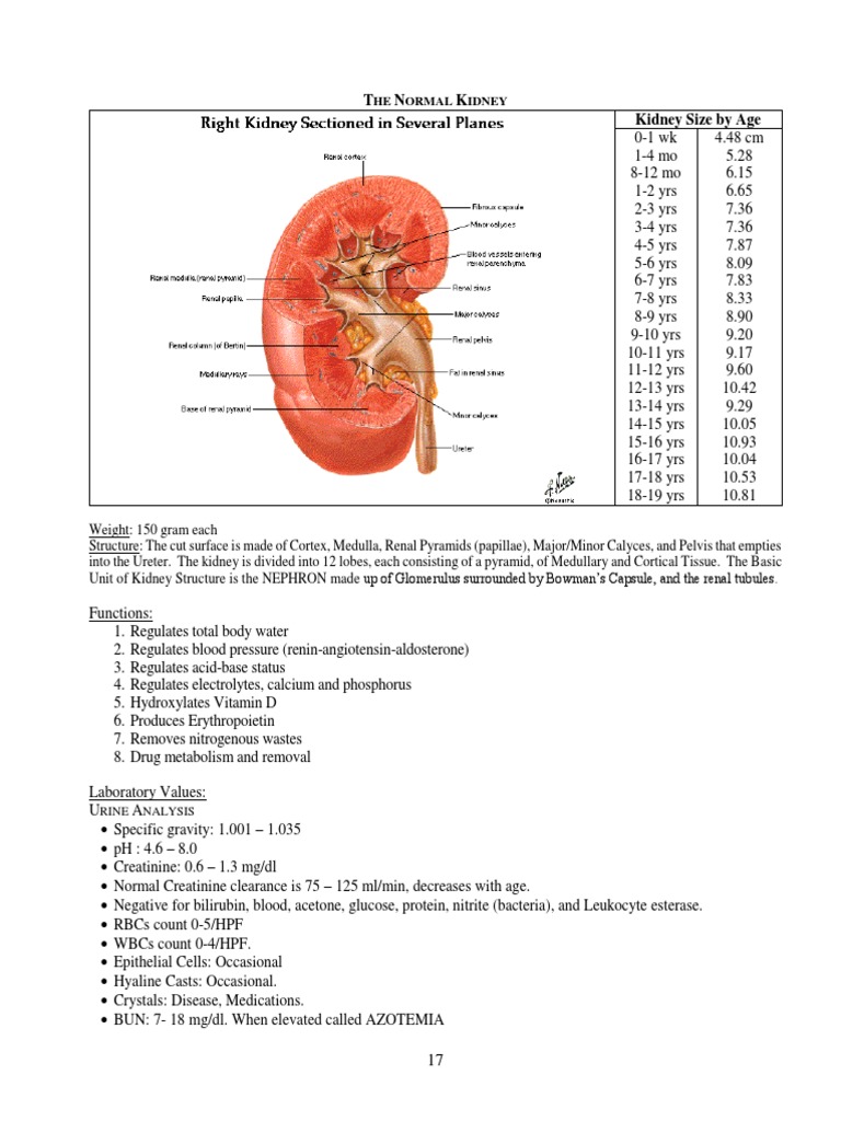 Normal Kidney Anatomy Physiology | PDF | Renal Function | Chronic ...