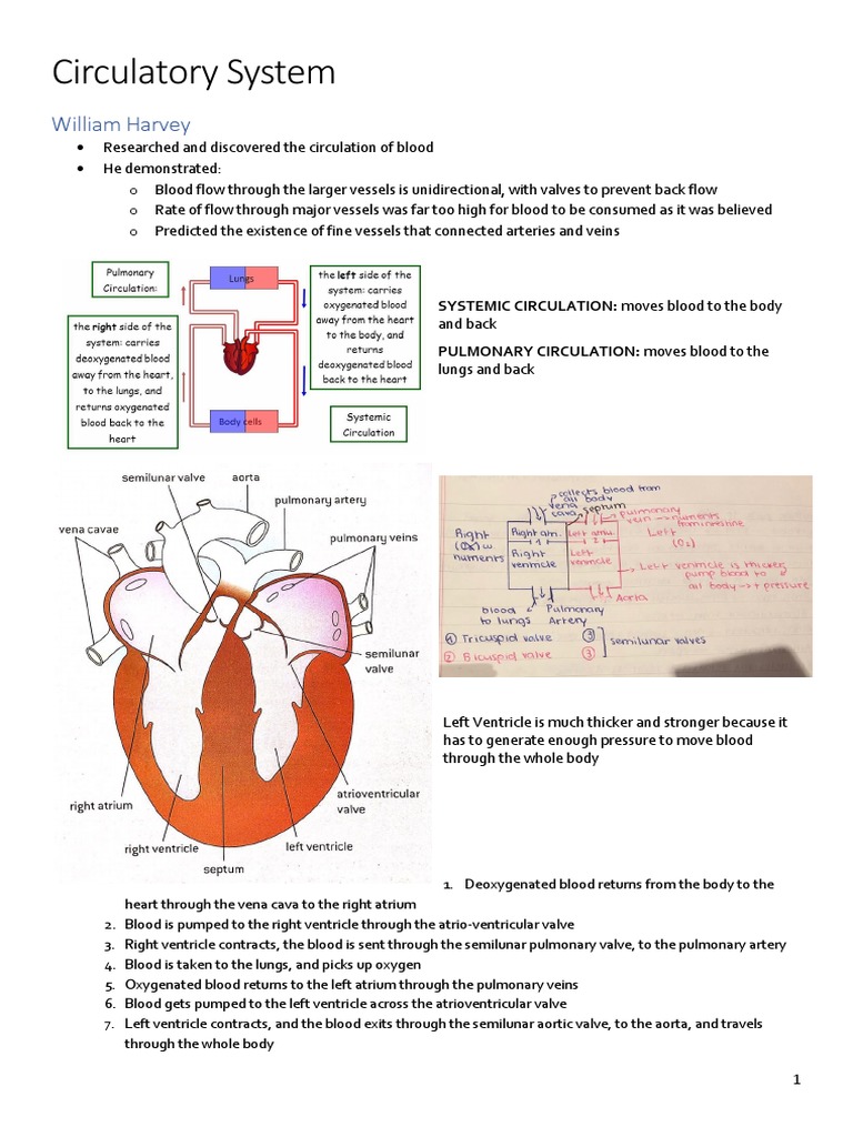 Circulatory System | PDF | Artery | Heart