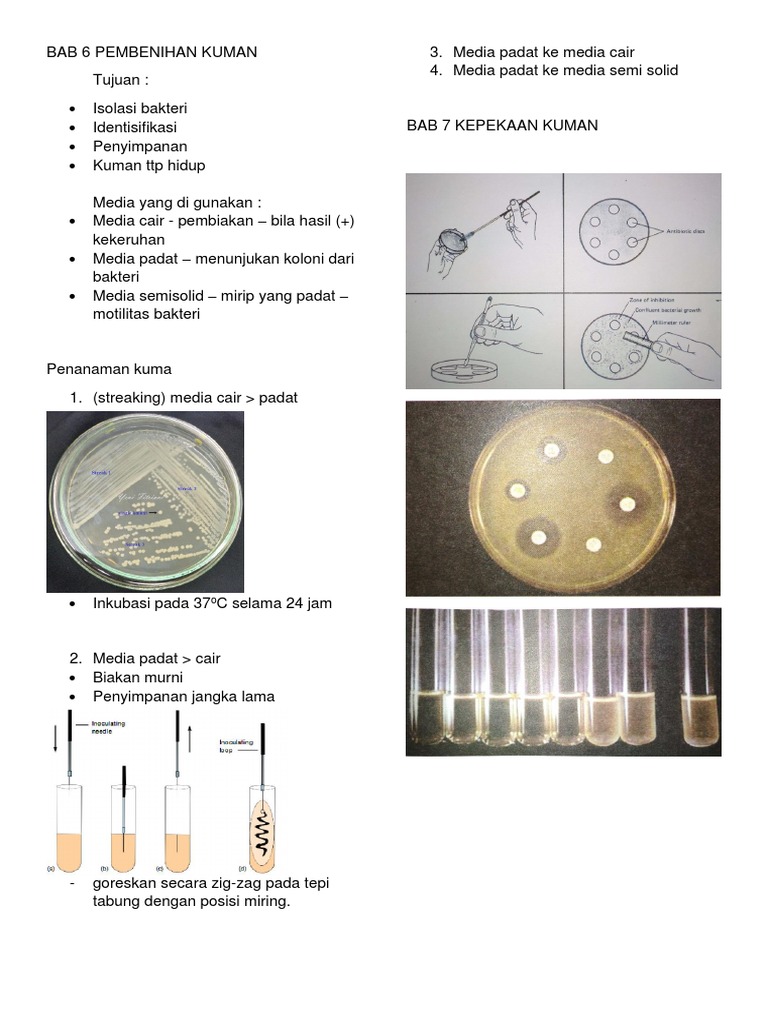 Microbial Isolation and Identification Techniques | PDF