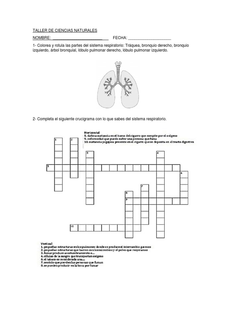 Diagrama Del Sistema Respiratorio Para 5to Grado