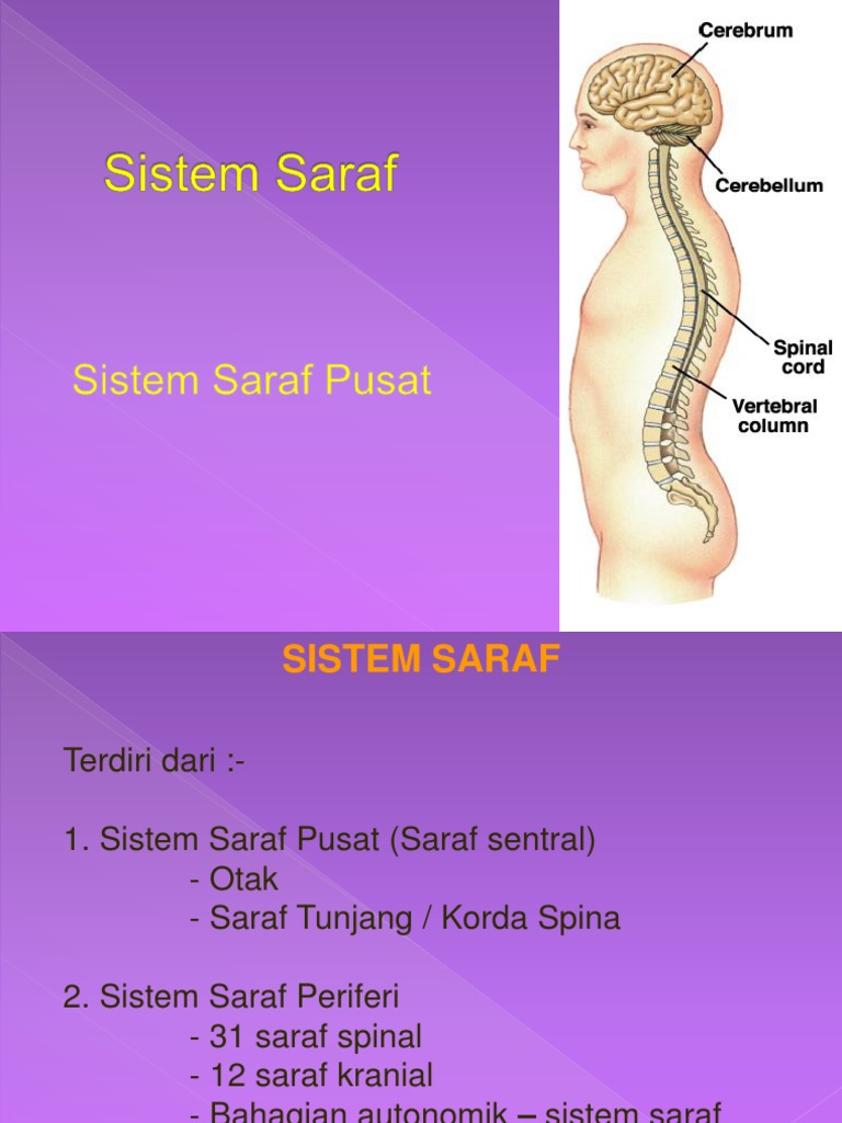 Sistem Saraf | PDF