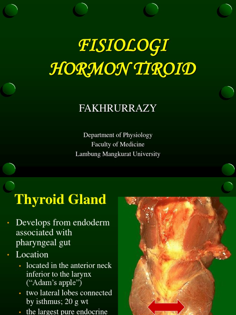 Fisiologi Hormon Tiroid | PDF | Thyroid Stimulating Hormone | Thyroid