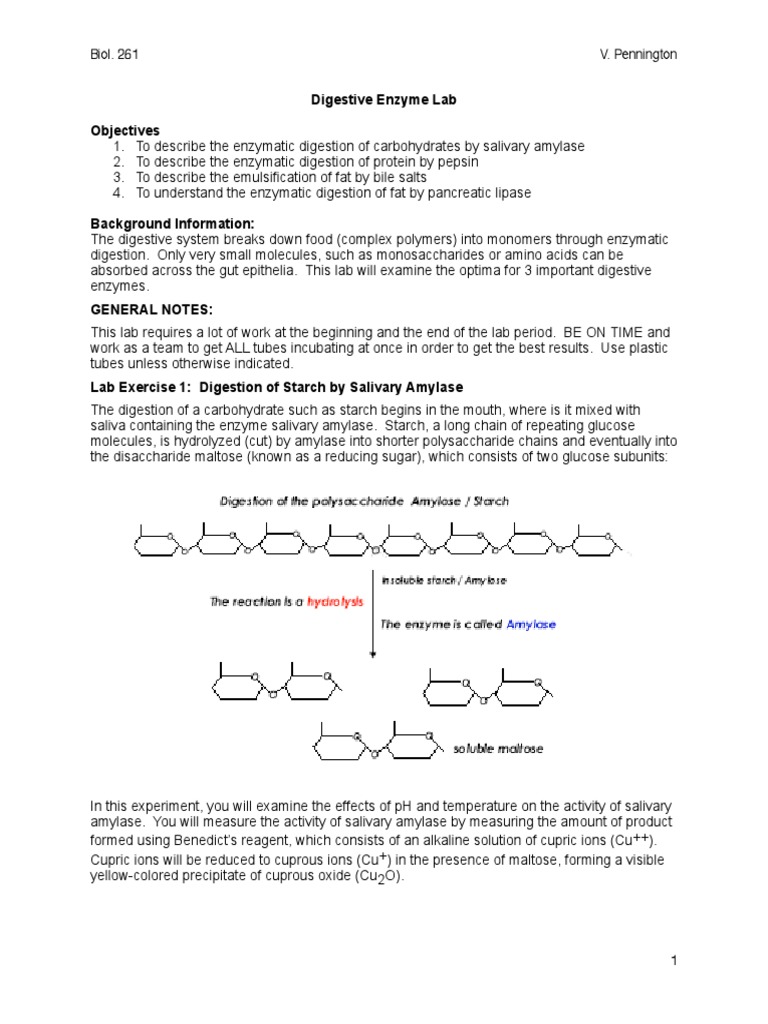 261 Labs U4 Digestion | PDF | Digestion | Enzyme