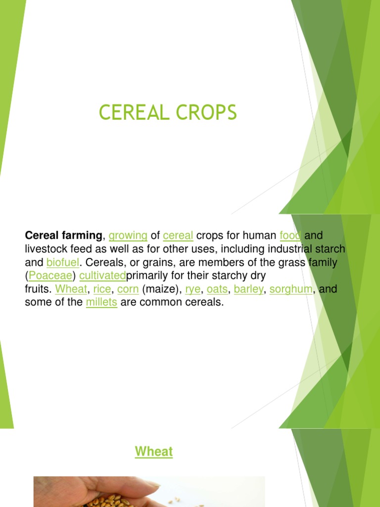 Major Cereal Crops Overview | PDF | Wheat | Rye