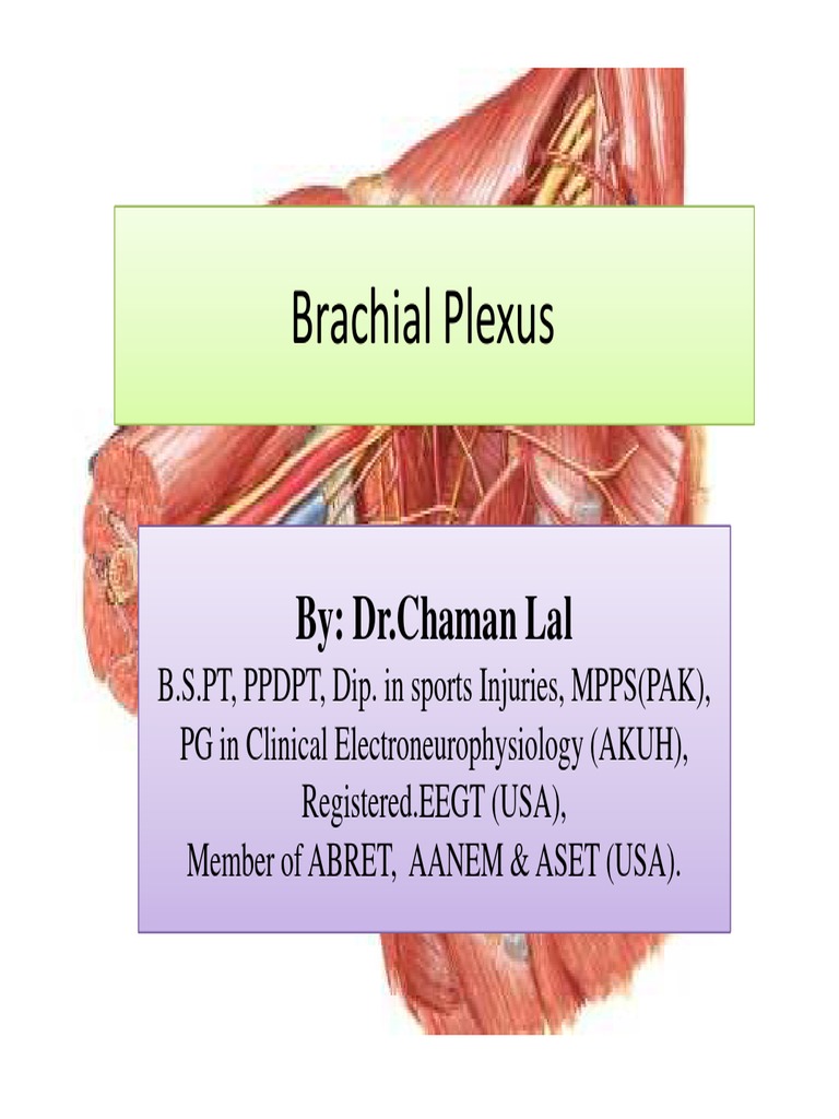 Brachial Plexus by DR Chaman Lal PT CK | PDF | Spinal Cord | Arm
