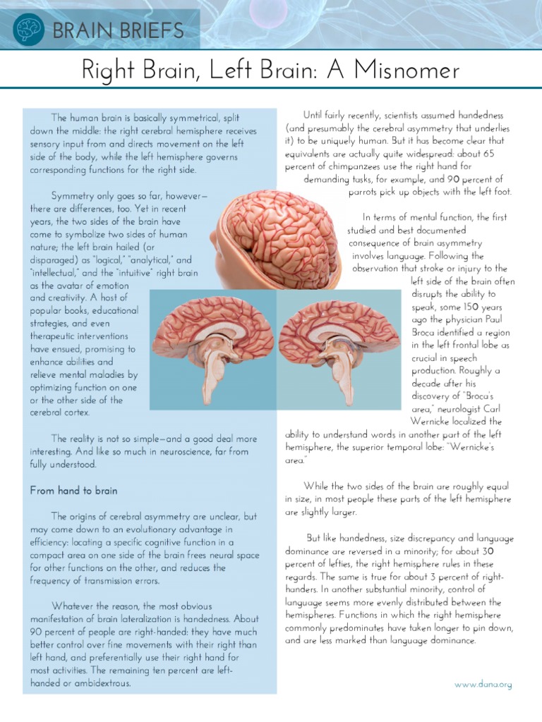 Brain Brief Right Brain-Left Brain Final | PDF | Lateralization Of ...