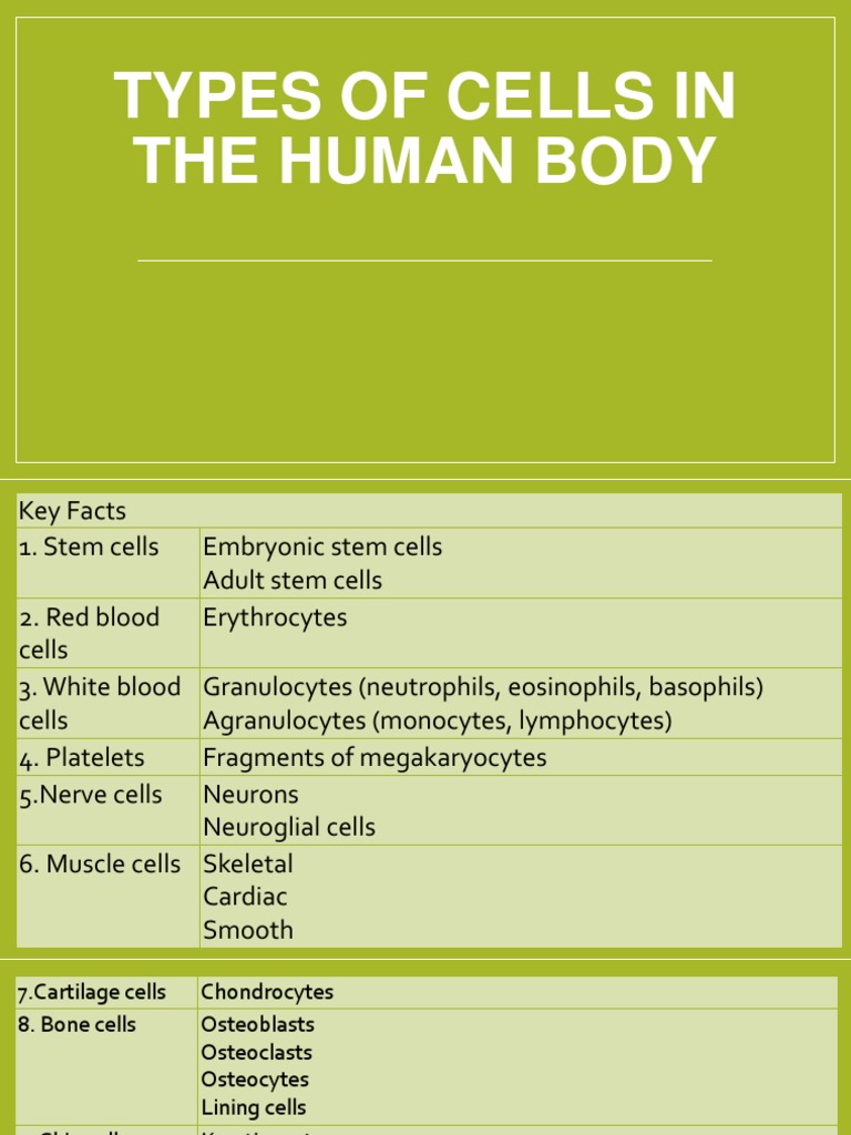 Types of Cells in The Human Body | PDF | Bone | Granulocyte