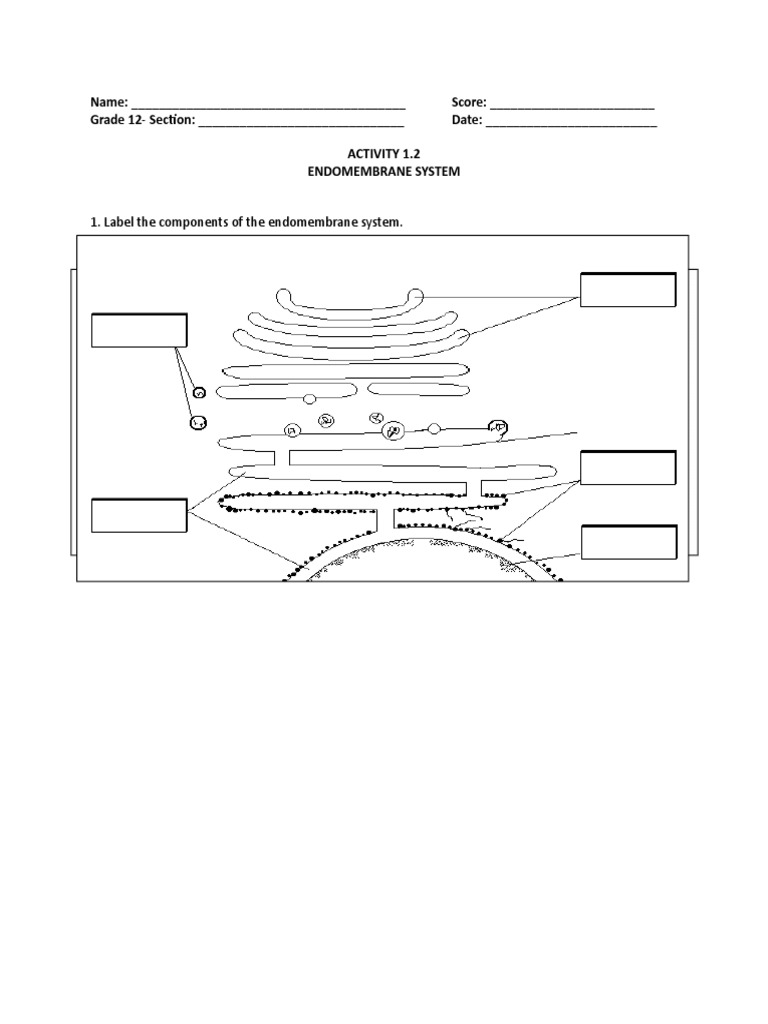 Name: - Score: - Grade 12-Section: - Date: - Activity 1.2 Endomembrane System | PDF