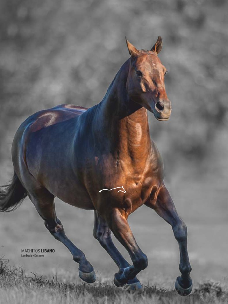 Catalogo2017 Los Machitos | PDF | Argentina | Deportes de equipo