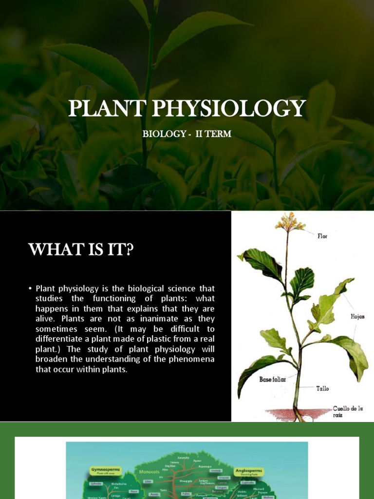 Plant Physiology: Biology - Ii Term | PDF