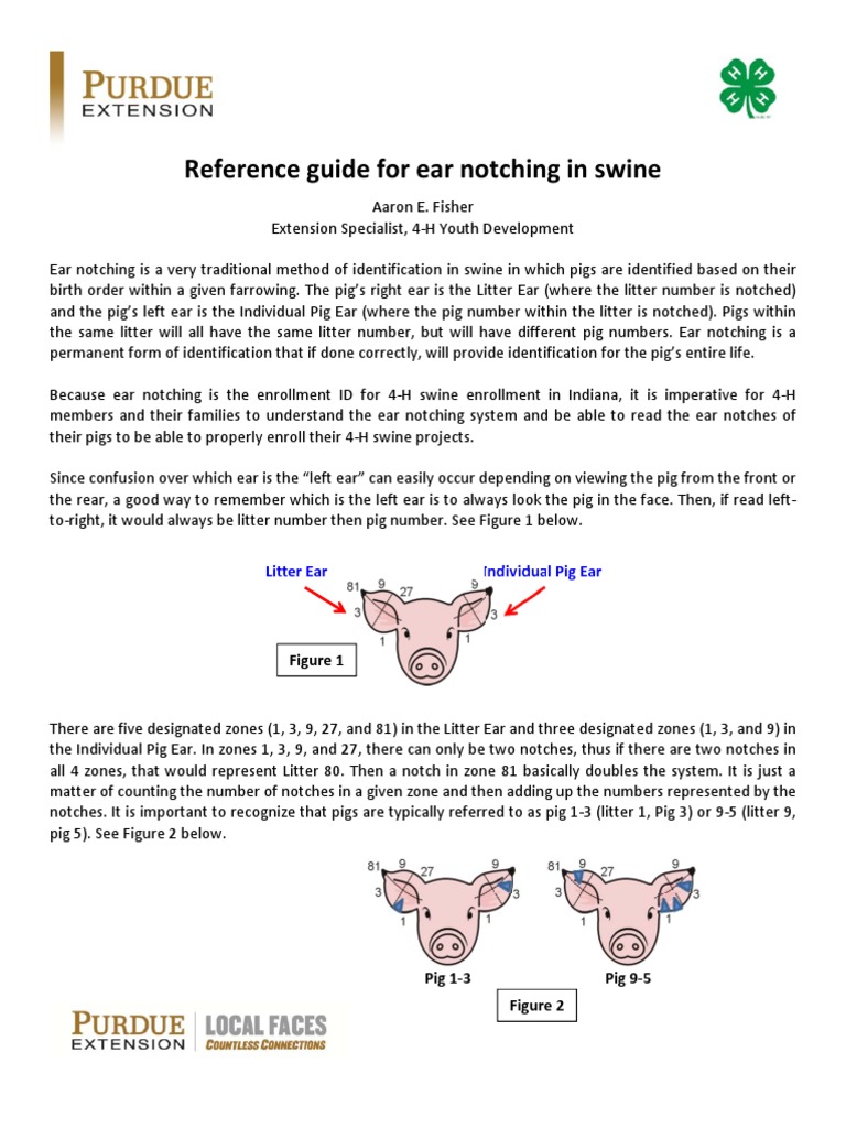A Comprehensive Guide to Ear Notching in Swine: Identifying Litters and ...