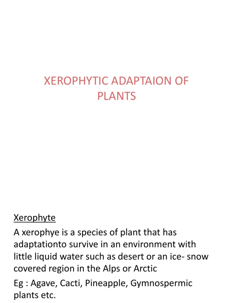 Xerophytic Plant Adaptations Explained | PDF