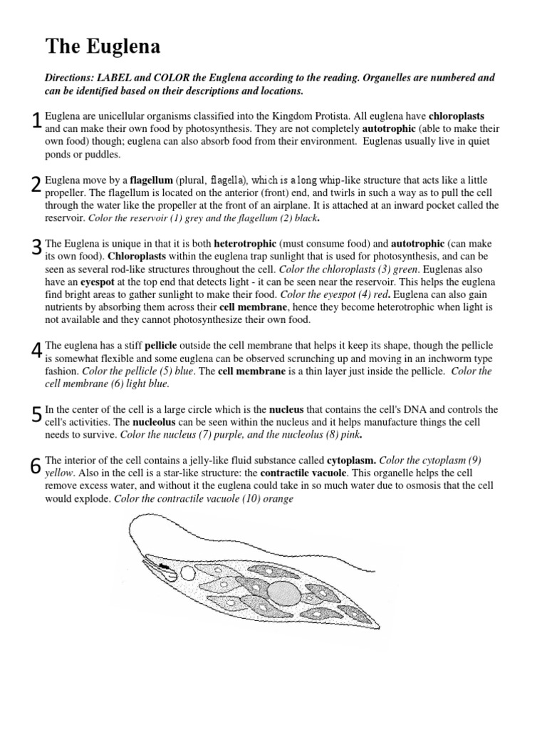 Label and Color the Organelles of the Euglena: A Guide | PDF | Protozoa ...