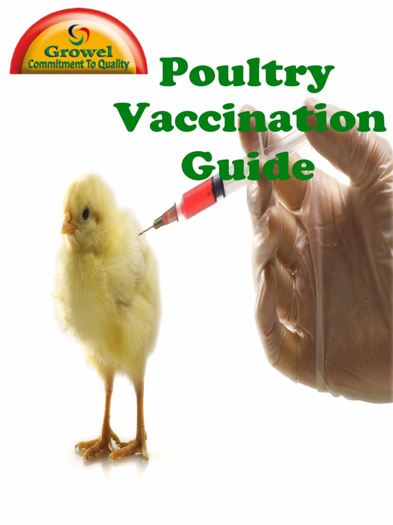 Poultry Vaccination Procedure Guide | PDF | Injection (Medicine) | Vaccines