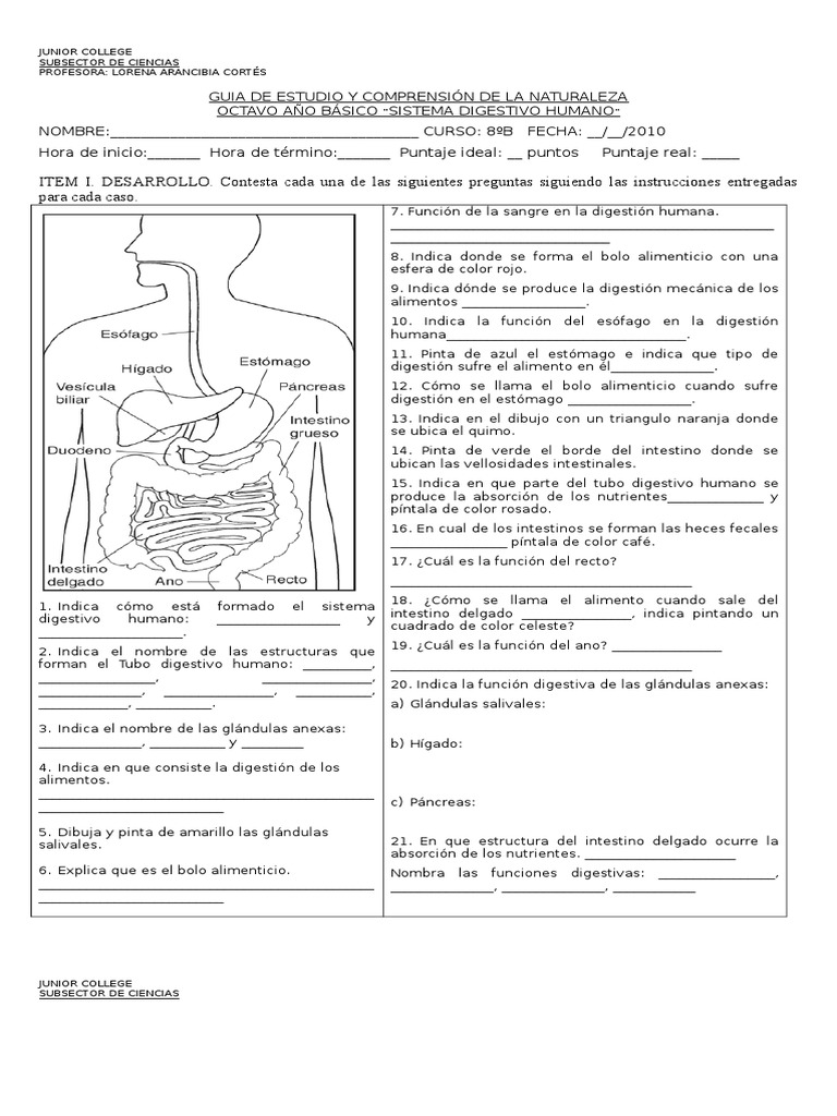 Guía de Aparato Digestivo Humano | PDF | Sistema digestivo humano ...