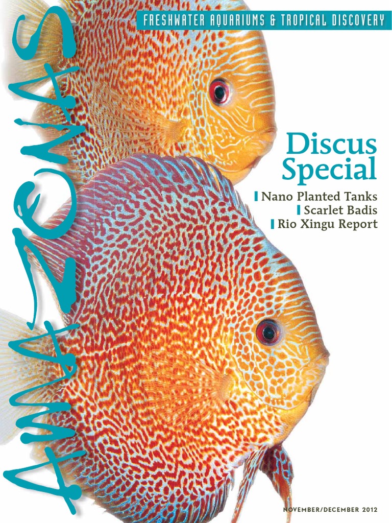 Discus Fish | Download Free PDF | Amazon Rainforest | Nature