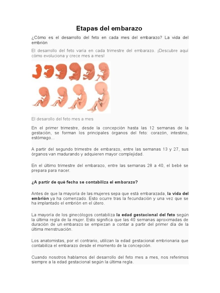 Etapas Del Embarazo | PDF | Feto | El embarazo