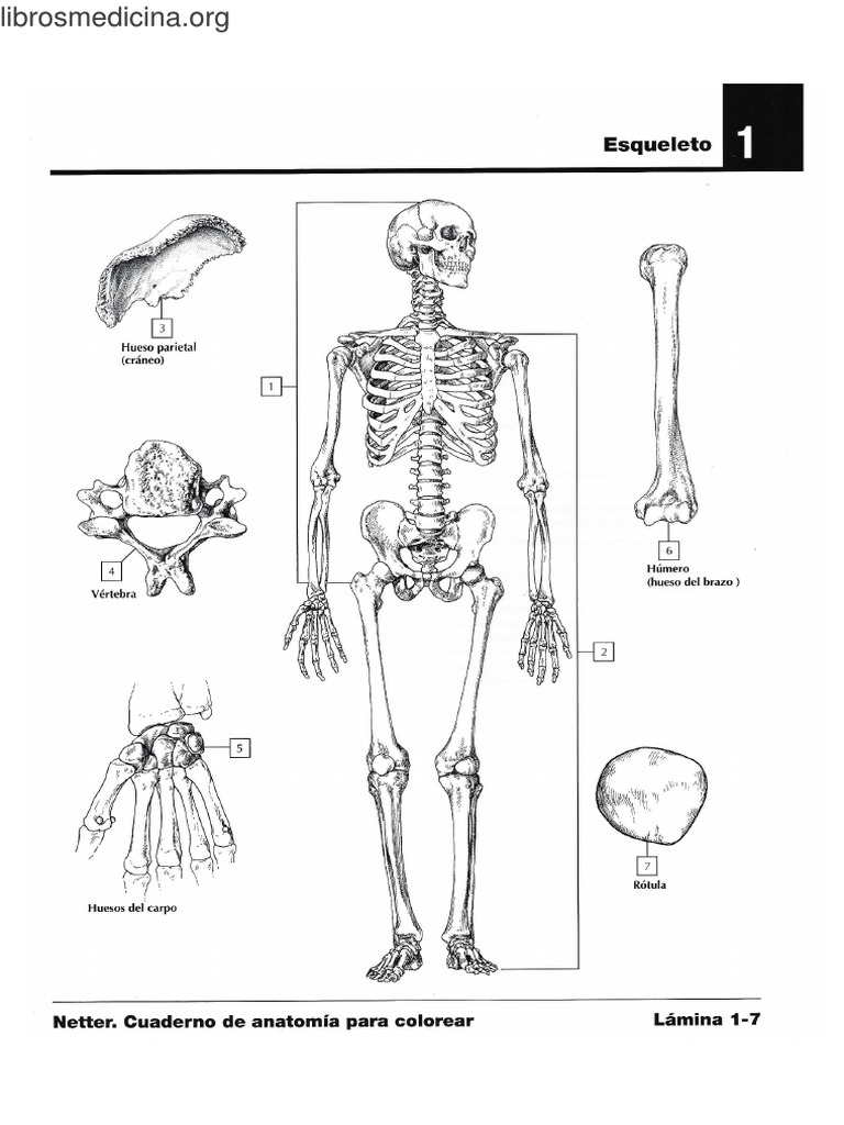 Esqueleto | PDF