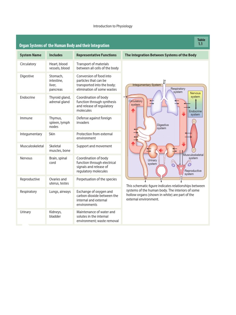 Organ Systems of The Human Body and Their Integration | Download Free ...