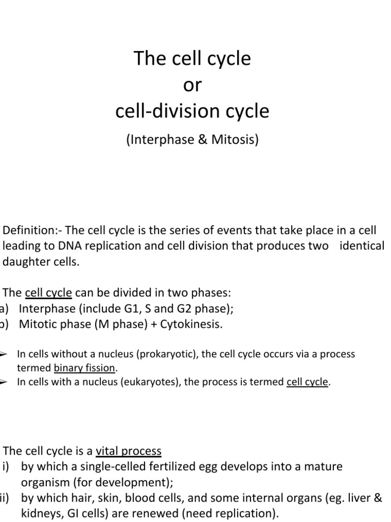 Understanding the Cell Cycle and Mitosis | PDF | Mitosis | Cell Cycle