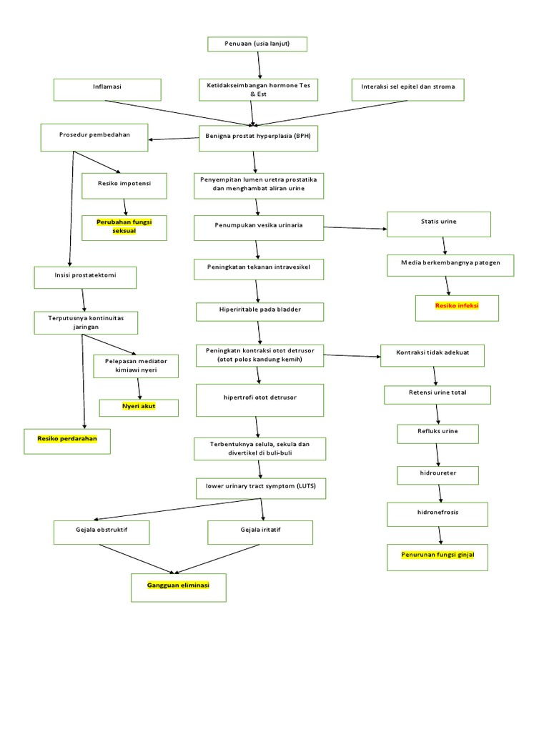 Pathway BPH | PDF