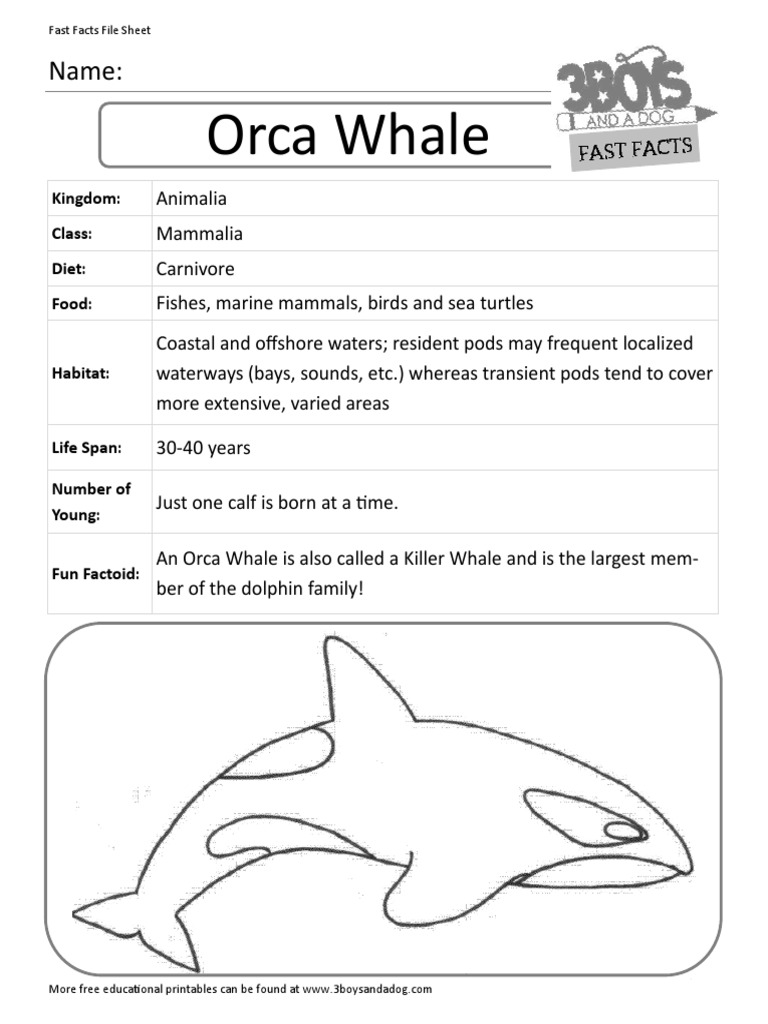 Ocean Animals | PDF | Sea | Killer Whale