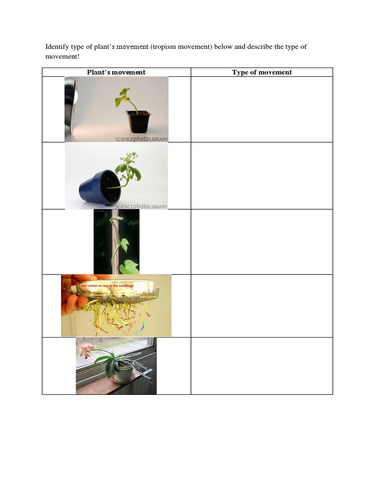 Tropism Worksheet