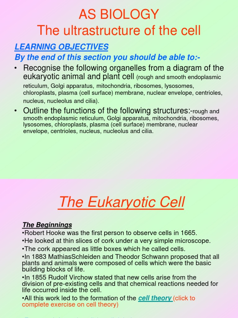 Eukaryotic Cell Ultrastructure Guide | PDF | Endoplasmic Reticulum ...