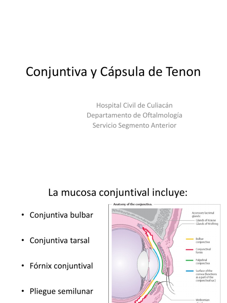 Conjuntiva y Cápsula de Tenon | PDF | Epitelio | Ojo